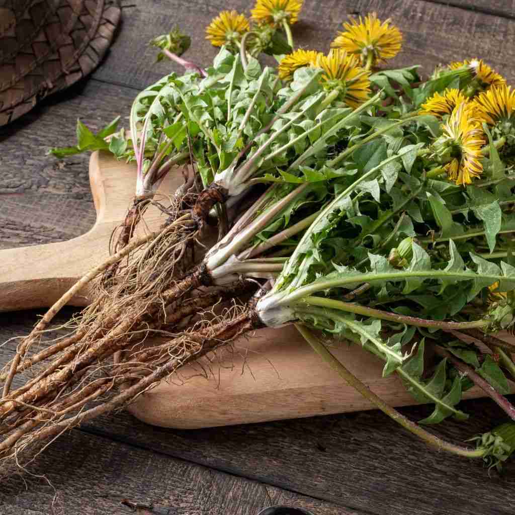 Easy Dandelion Root Tincture Recipe - The Outdoor Apothecary