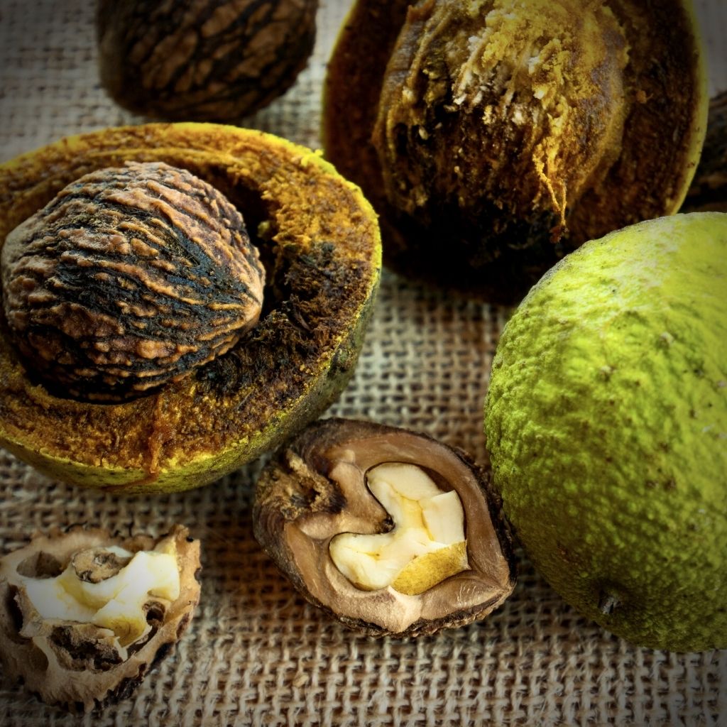 Harvesting Black Walnuts (The Best Way To Gather, Clean, And Cure Them ...