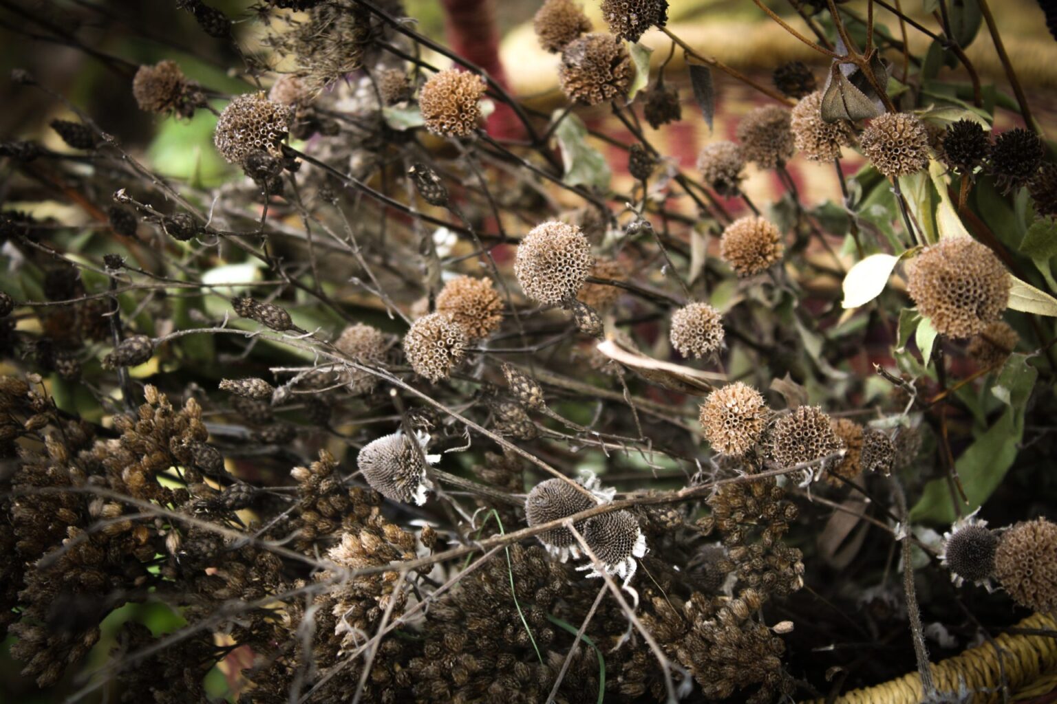 Garden Prep For Winter: 10 Easy Ways To Get Ready - The Outdoor Apothecary