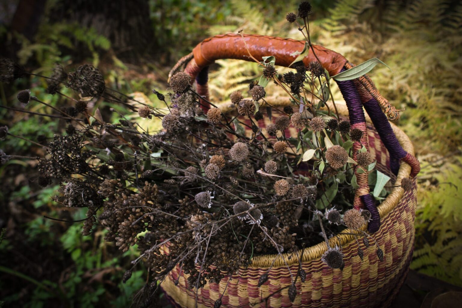Saving Seeds: Why It's Important And How To Do It - The Outdoor Apothecary