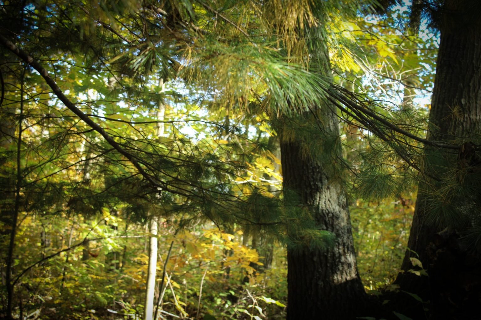 DIY All Natural Pine Cleaning Spray - The Outdoor Apothecary