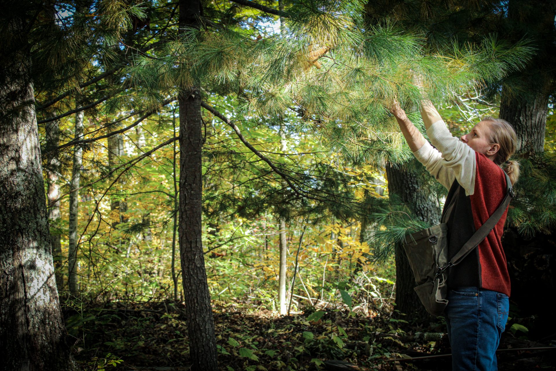 DIY All Natural Pine Cleaning Spray - The Outdoor Apothecary