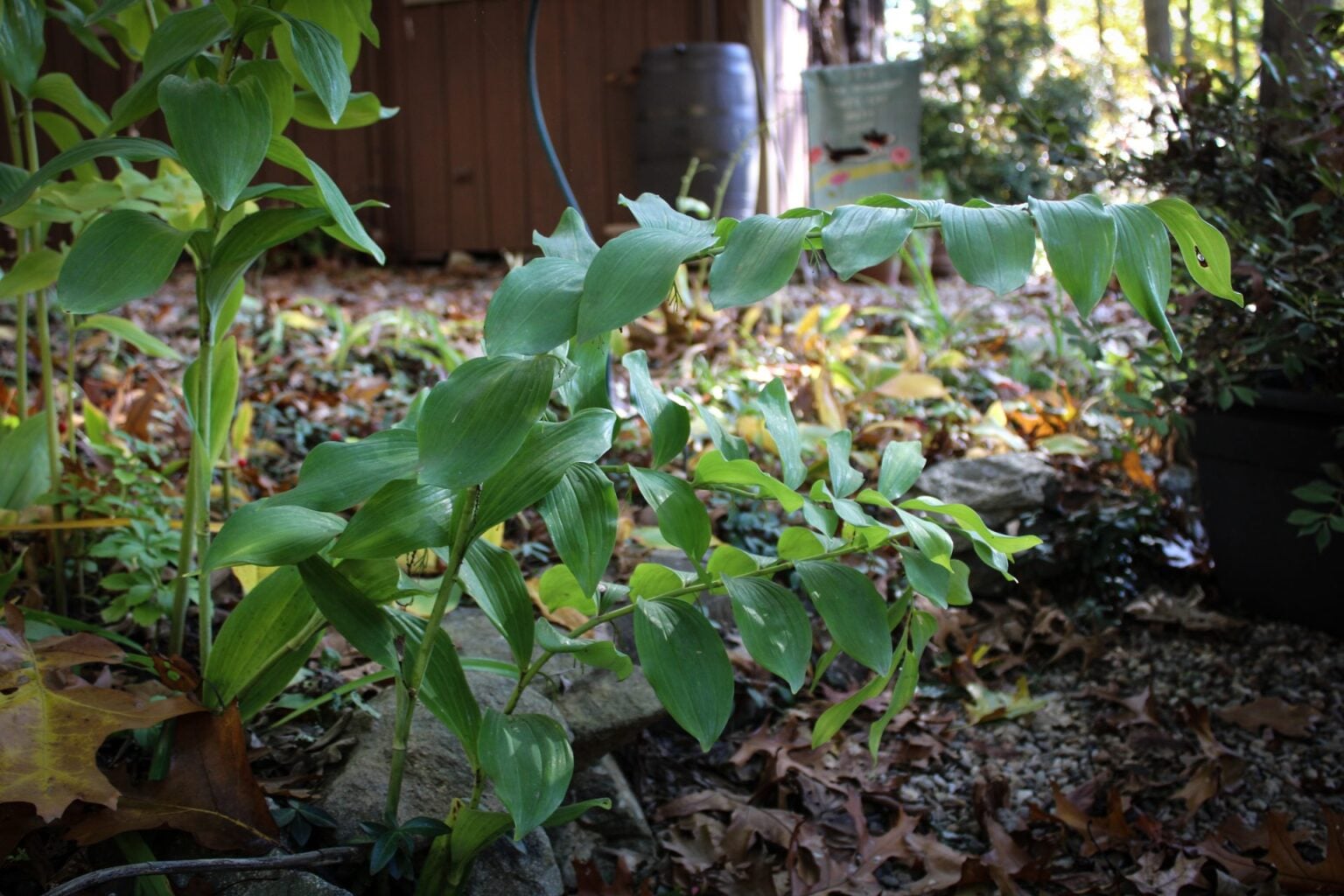 Solomon Seal Root: Uses, Benefits, And 3 Easy Preparations - The ...