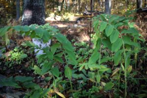 Solomon Seal Root: Uses, Benefits, And 3 Easy Preparations - The ...