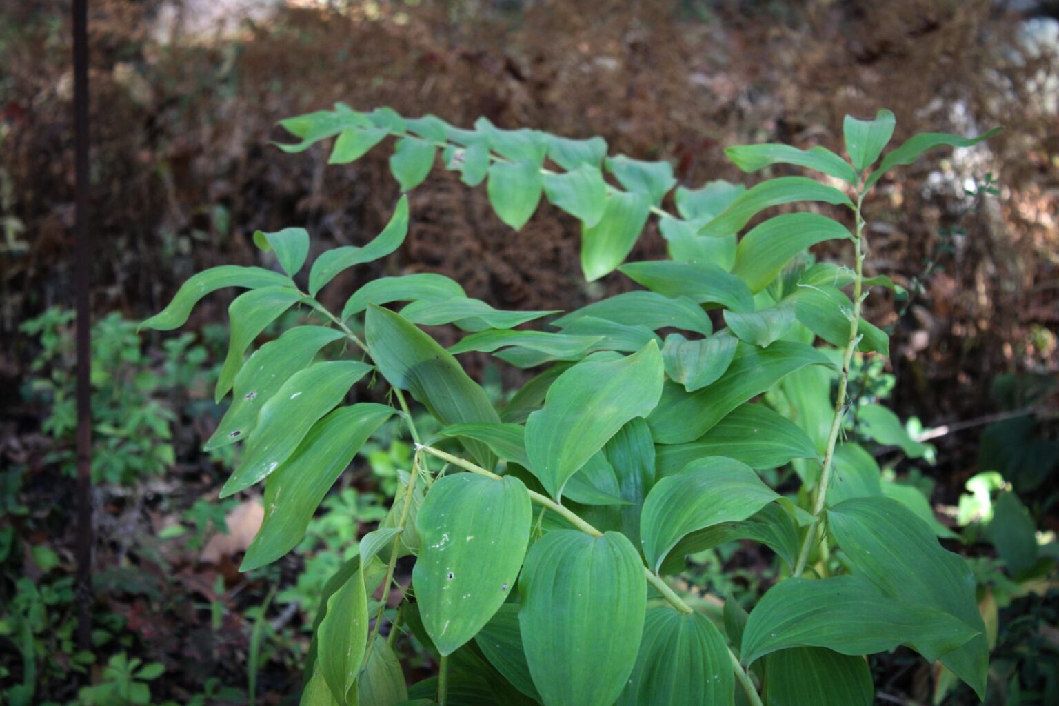 Solomon Seal Root: Uses, Benefits, And 3 Easy Preparations - The ...
