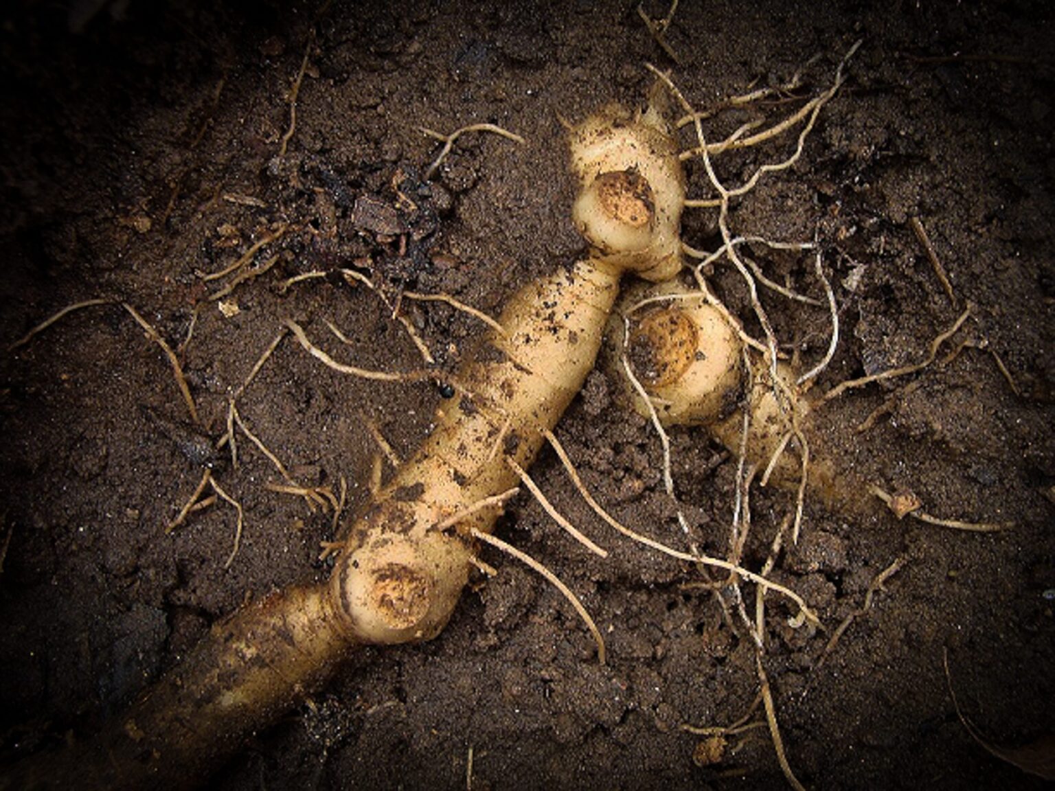 Solomon Seal Root: Uses, Benefits, And 3 Easy Preparations - The ...