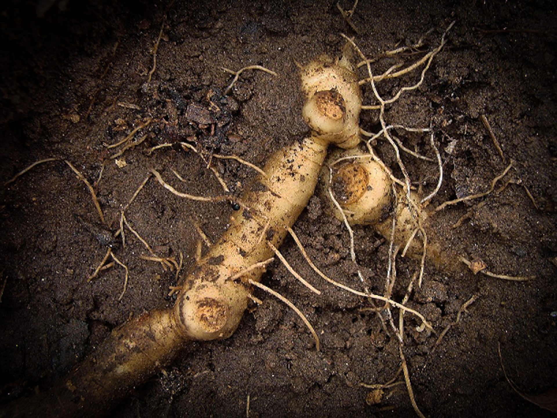 Solomon Seal Root: Uses, Benefits, And 3 Easy Preparations - The ...