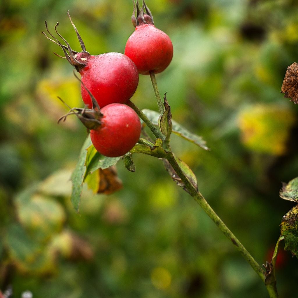 Uses For Rose Hips: Nature's Seasonal Offerings + 4 Easy Recipes - The ...