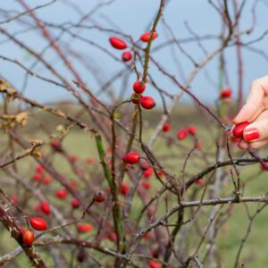 Uses For Rose Hips: Nature's Seasonal Offerings + 4 Easy Recipes - The ...