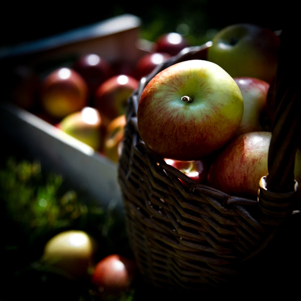 Root Cellar: Preserving A Bountiful Harvest - The Outdoor Apothecary