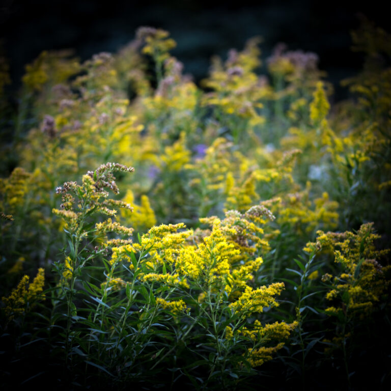 Bee Gardens: 12 Essential Native Plants Bees Love - The Outdoor Apothecary
