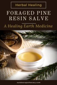 Wild Foraged Pine Resin Salve: A Healing Earth Medicine - The Outdoor ...