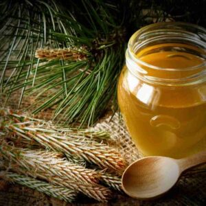 Easy Pine Needle Cough Syrup: Only 3 Ingredients - The Outdoor Apothecary
