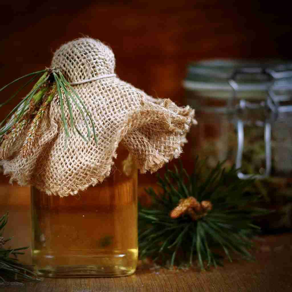 Easy Pine Needle Cough Syrup: Only 3 Ingredients - The Outdoor Apothecary