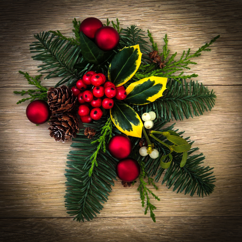 Honoring The 4 Sacred Evergreens Of The Winter Solstice - The Outdoor ...