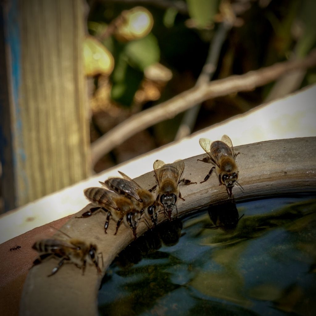 Bee Gardening: 4 Essential Elements For Happy, Healthy Bees - The ...