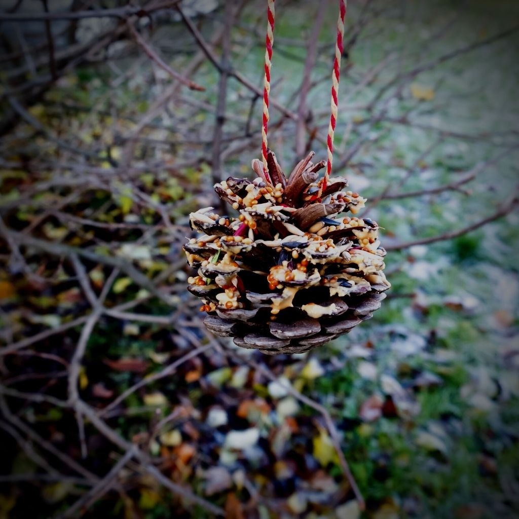 Homemade Bird Food: 3 Fun Recipes To Keep Backyard Birds Happy - The ...