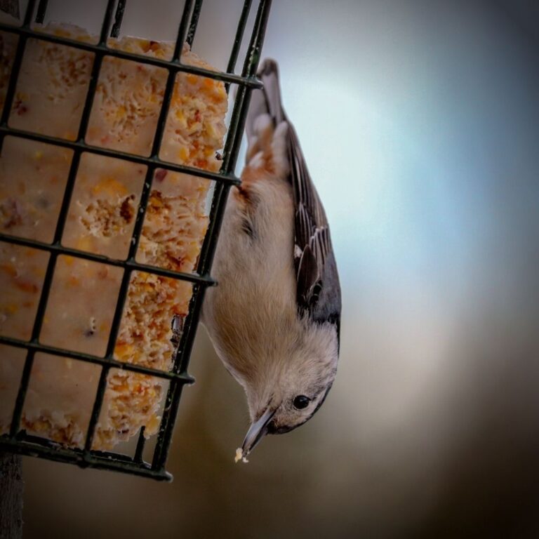 Homemade Bird Food: 3 Fun Recipes To Keep Backyard Birds Happy - The ...