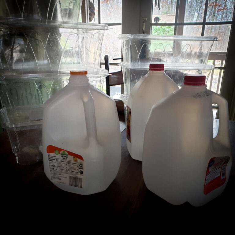 Winter Sowing In Milk Jugs: The Easy Way To Start Seeds - The Outdoor ...