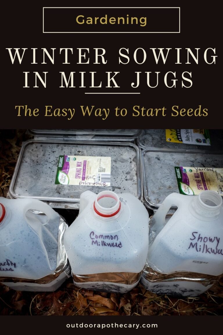 Winter Sowing In Milk Jugs: The Easy Way To Start Seeds - The Outdoor ...