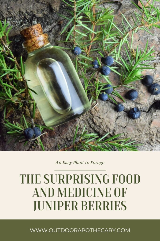 The Food And Medicine Of The Juniper Tree: An Easy Plant To Forage ...