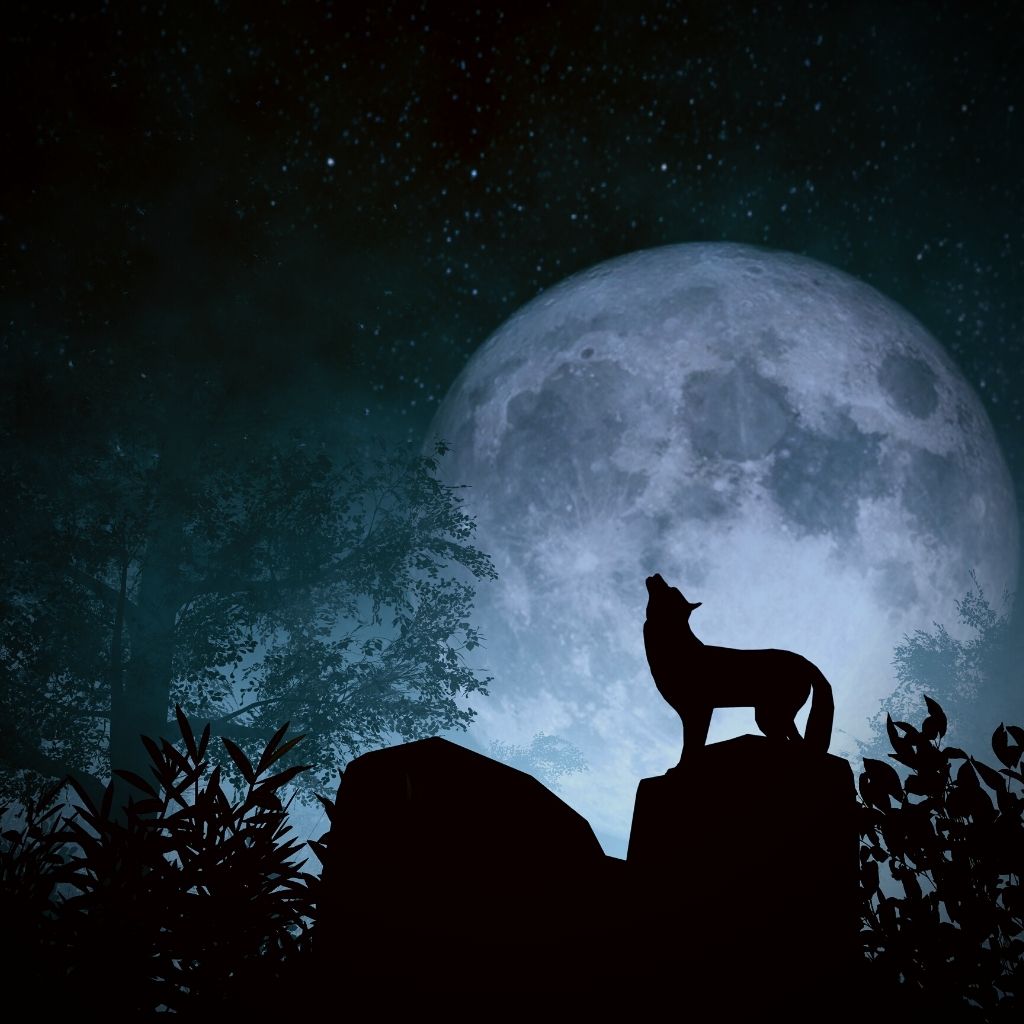 All About The Full Wolf Moon: The First Of The Year's 13 Moons - The ...