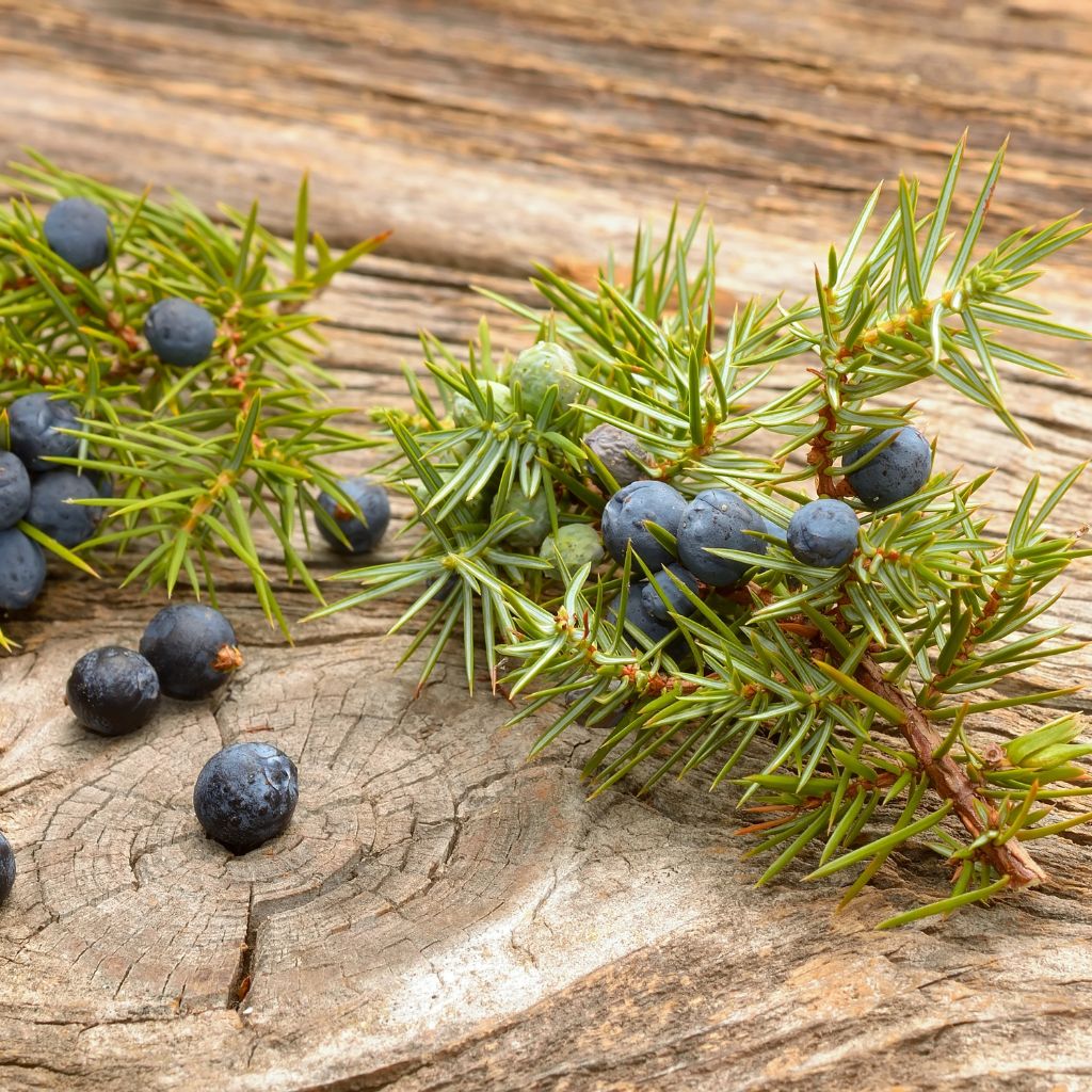 The Food And Medicine Of The Juniper Tree: An Easy Plant To Forage ...