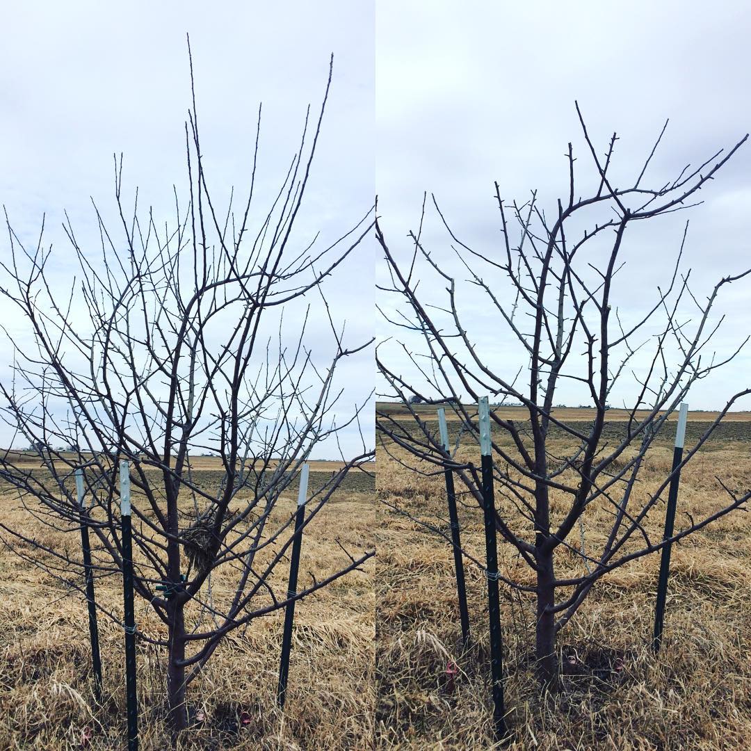 How To Prune An Apple Tree: An Easy Step-By-Step Guide - The Outdoor ...