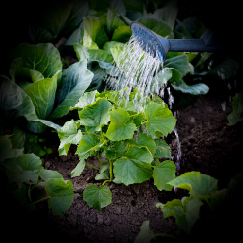 6 Easy Steps To Setting Up A Rain Barrel Rainwater Collection System ...