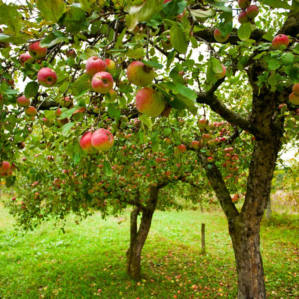 How To Prune An Apple Tree: An Easy Step-By-Step Guide - The Outdoor ...