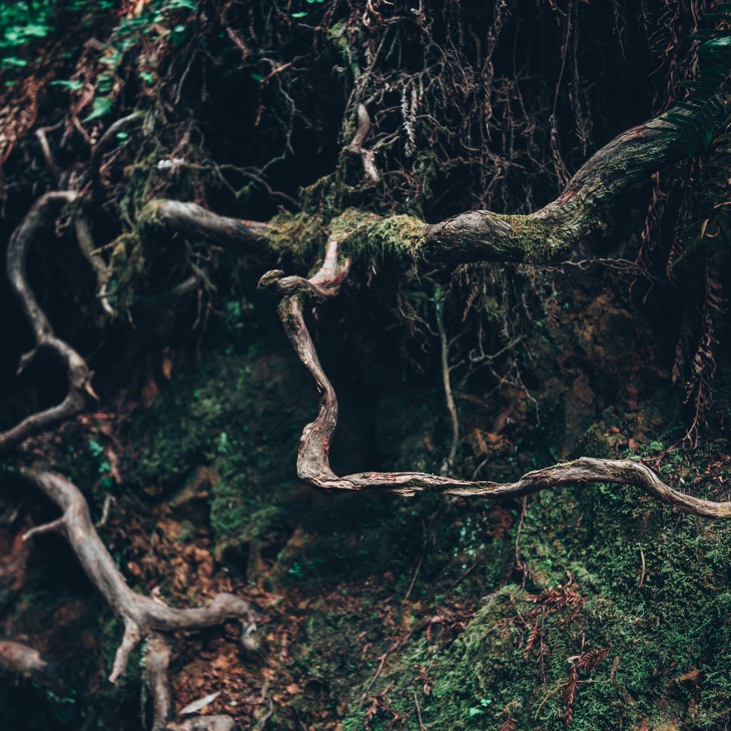 Rooted Living: 6 Easy Ways To Cultivate A Deeper Connection To ...