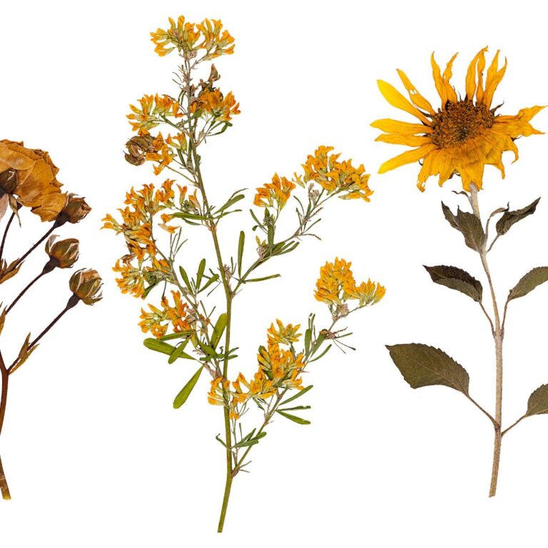 How To Make Pressed Flowers In 3 Easy Steps - The Outdoor Apothecary