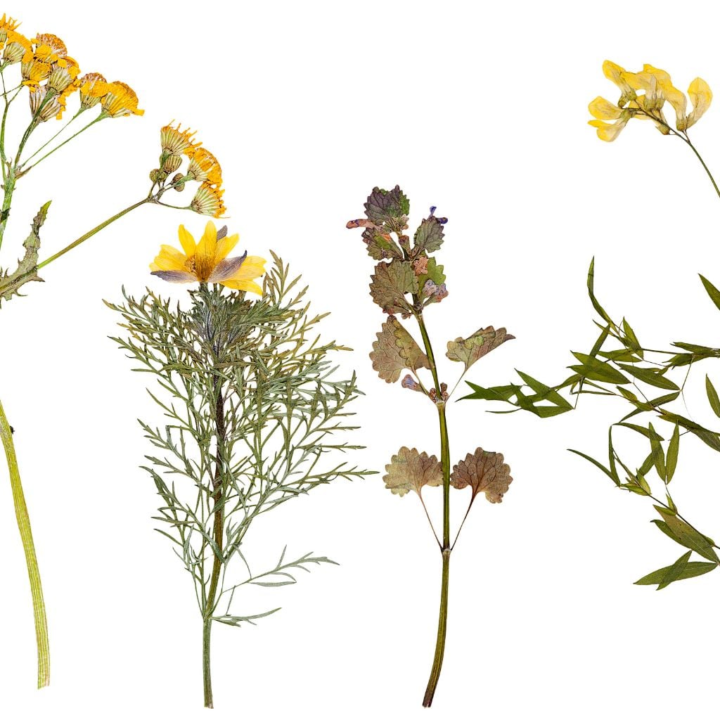 How To Make Pressed Flowers In 3 Easy Steps - The Outdoor Apothecary