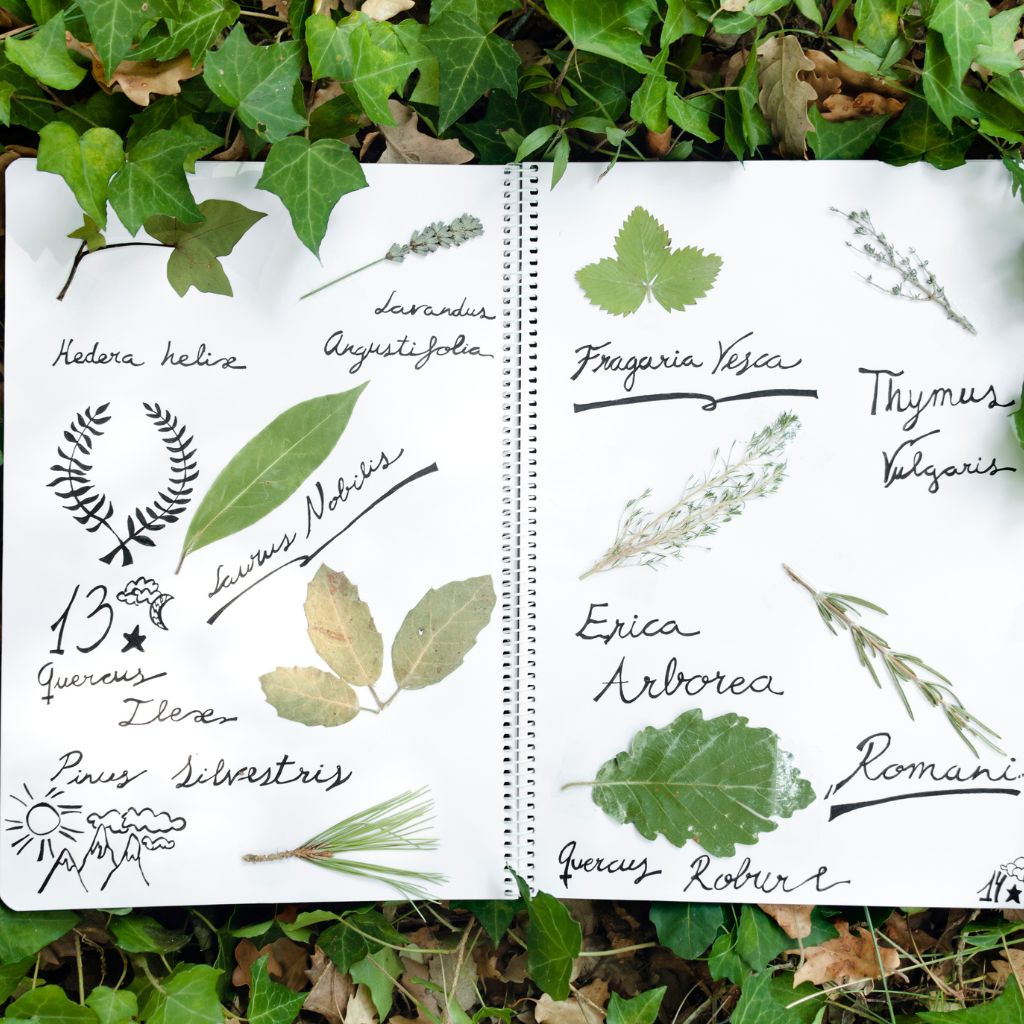 Make Your Own Herbarium The Easy Way - The Outdoor Apothecary