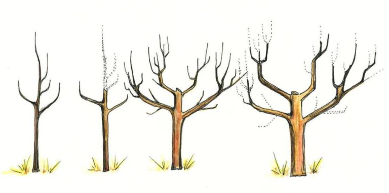 How To Prune An Apple Tree: An Easy Step-By-Step Guide - The Outdoor ...