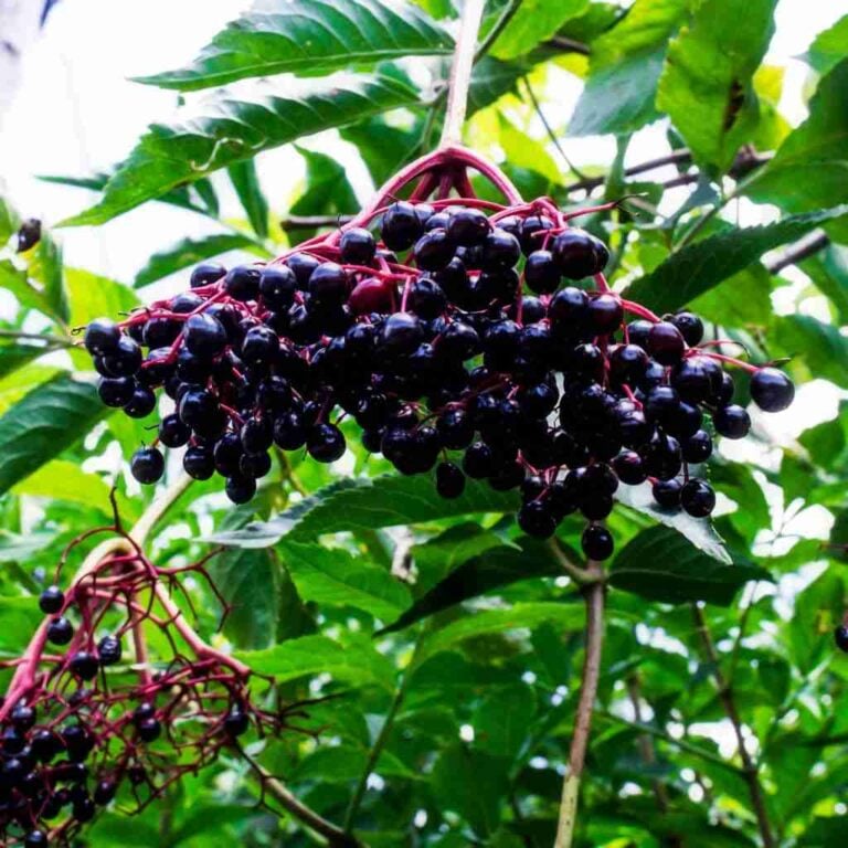 Amazing American Elderberry: Identifying, Harvesting, Preparation, And ...