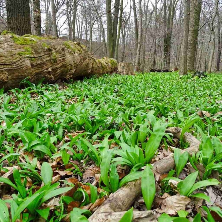 Ramps Vs Lily Of The Valley: Safety Tips For Foragers - The Outdoor ...