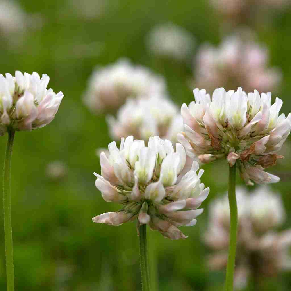Amazing White Clover Benefits For Health And Garden - The Outdoor ...