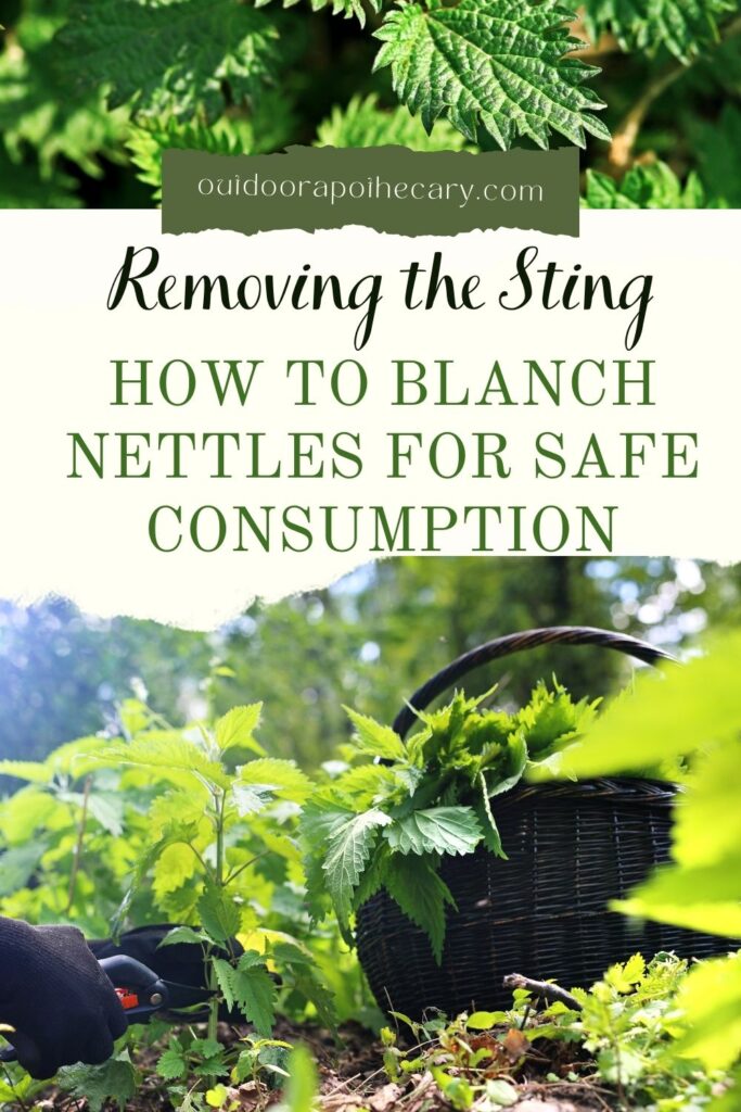 Removing The Sting: How To Blanch Nettles For Safe Consumption - The ...