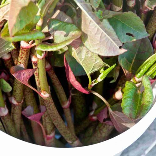 Japanese Knotweed: A Delicious And Medicinal Invasive - The Outdoor ...