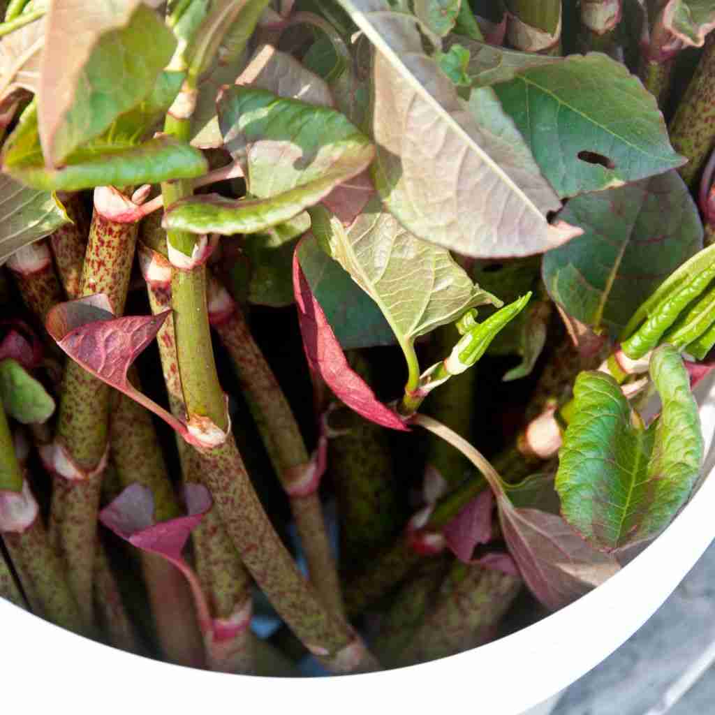 Japanese Knotweed: A Delicious And Medicinal Invasive - The Outdoor ...