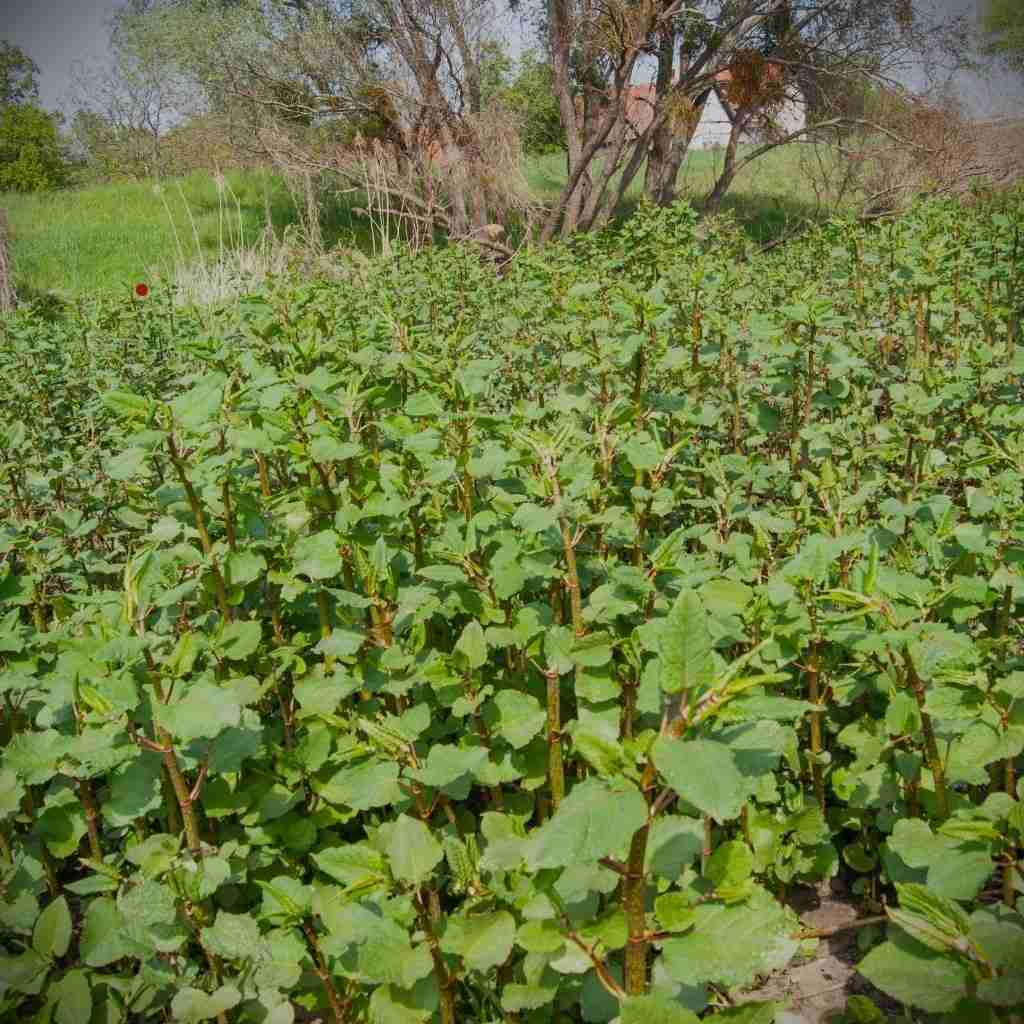 Japanese Knotweed: A Delicious And Medicinal Invasive - The Outdoor ...
