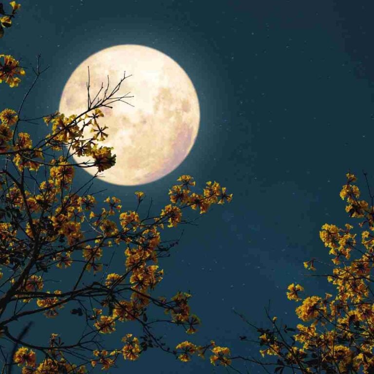 May's Full Moon: Celebrating A Springtime Flower Moon - The Outdoor ...