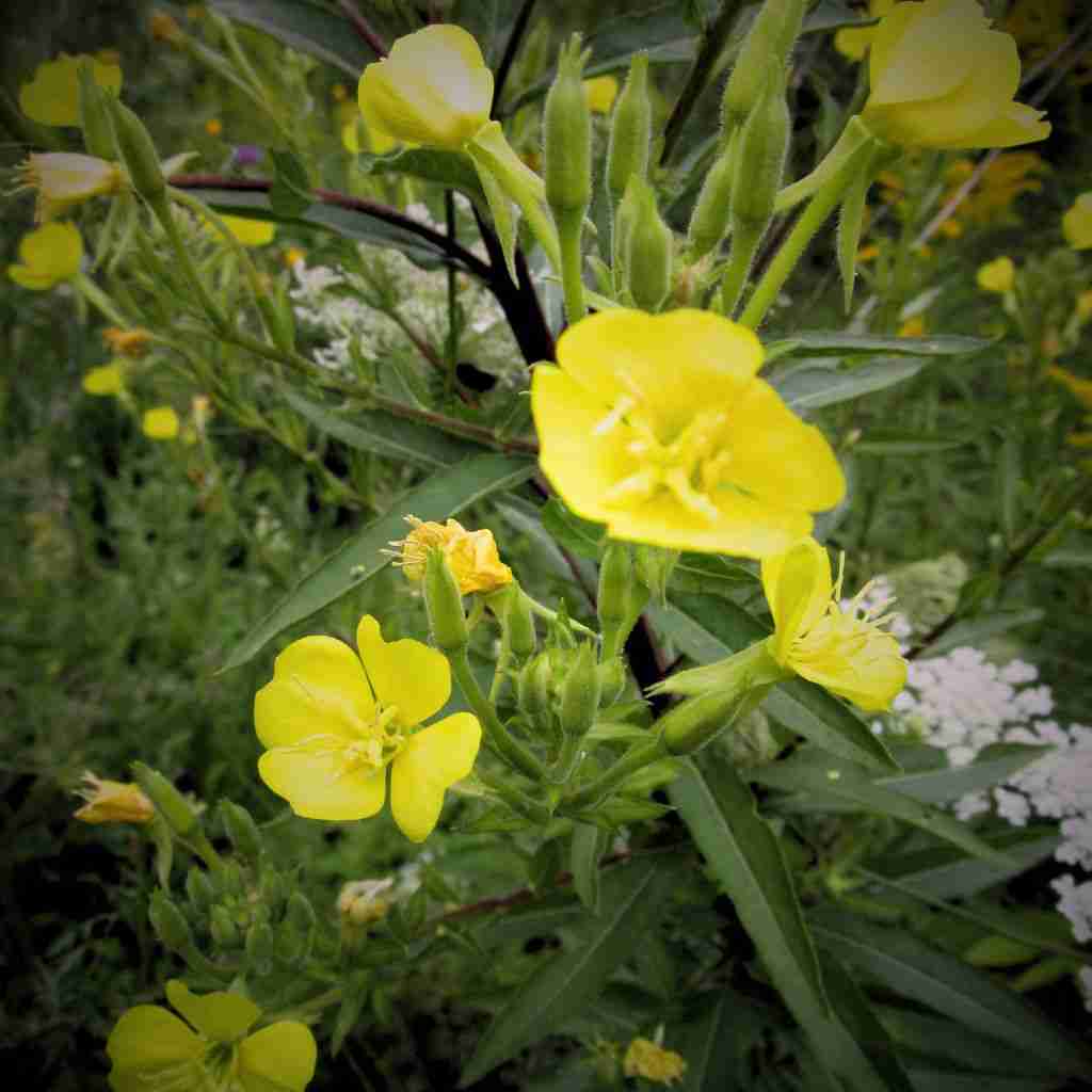 Evening Primrose: Identifying And Using This Wild Plant - The Outdoor ...