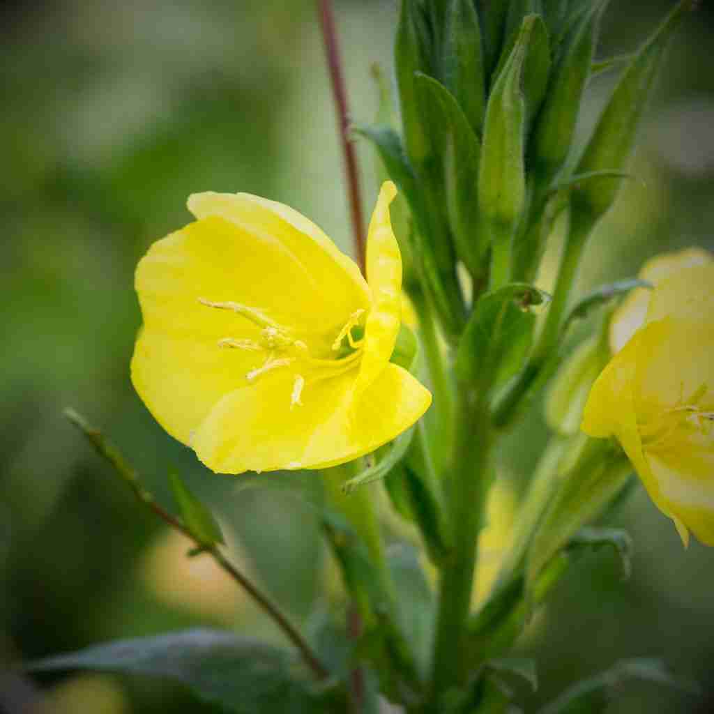 Evening Primrose: Identifying And Using This Wild Plant - The Outdoor ...