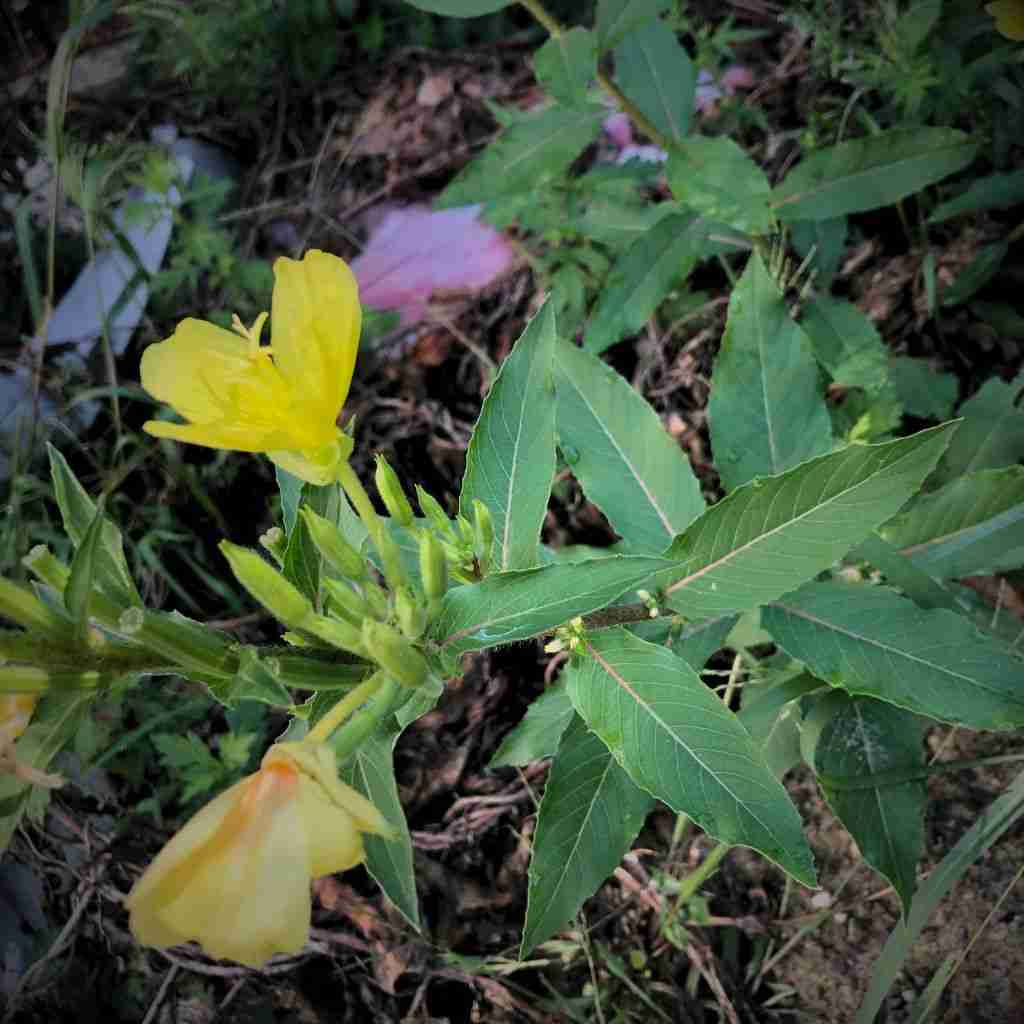Evening Primrose: Identifying And Using This Wild Plant - The Outdoor ...