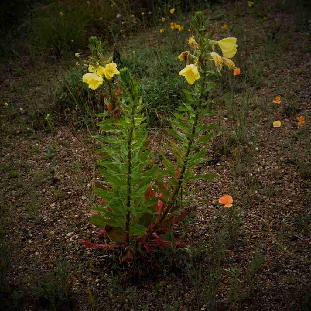 Evening Primrose: Identifying And Using This Wild Plant - The Outdoor ...