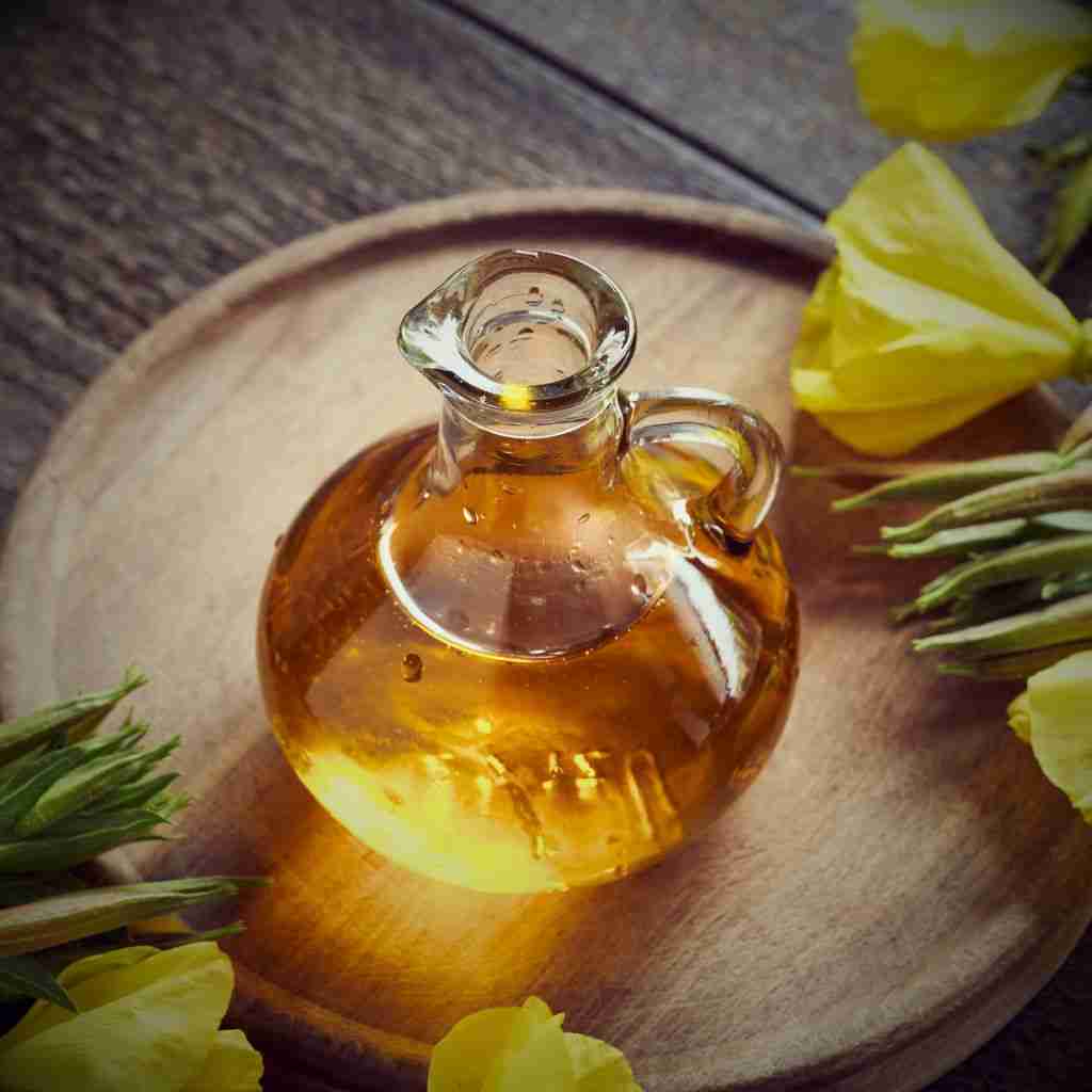 Evening Primrose: Identifying And Using This Wild Plant - The Outdoor ...