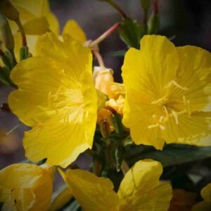 Evening Primrose: Identifying And Using This Wild Plant - The Outdoor ...