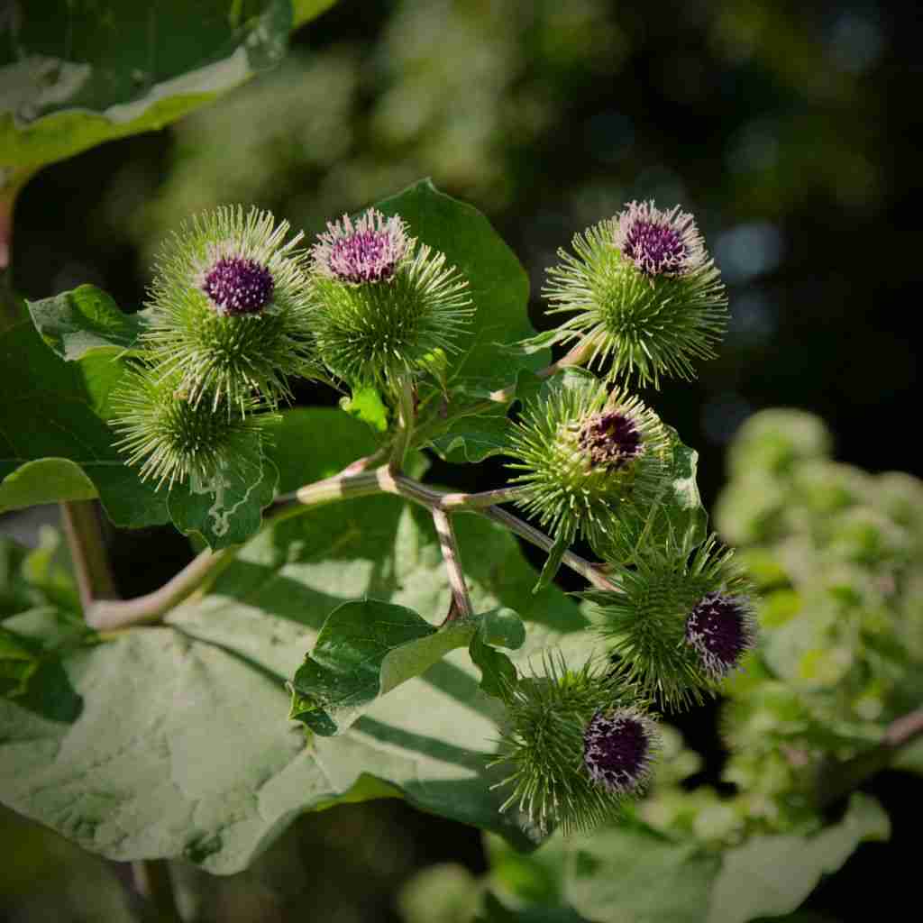Foraging Burdock: How To Find, Harvest, And Identify - The Outdoor ...